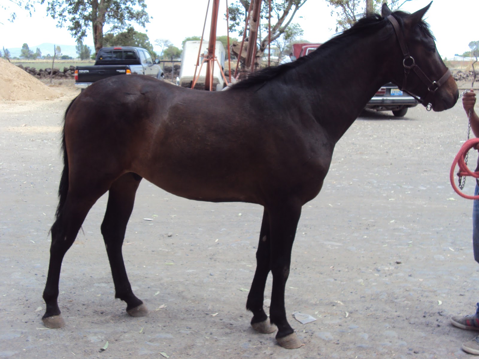 rancho mendoza: potrillo retinto