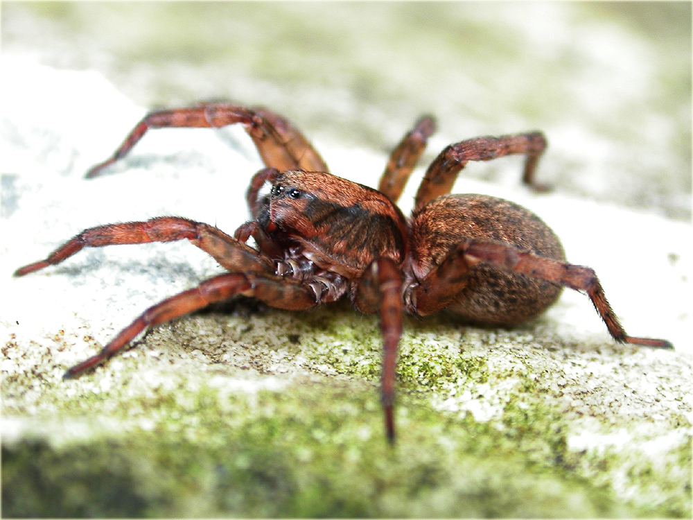 Arachnerds: Wolf Spiders - Trochosa sp.