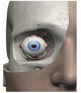 Klassite biologie derde jaar ASO wetenschappen thema 'het menselijk oog ...
