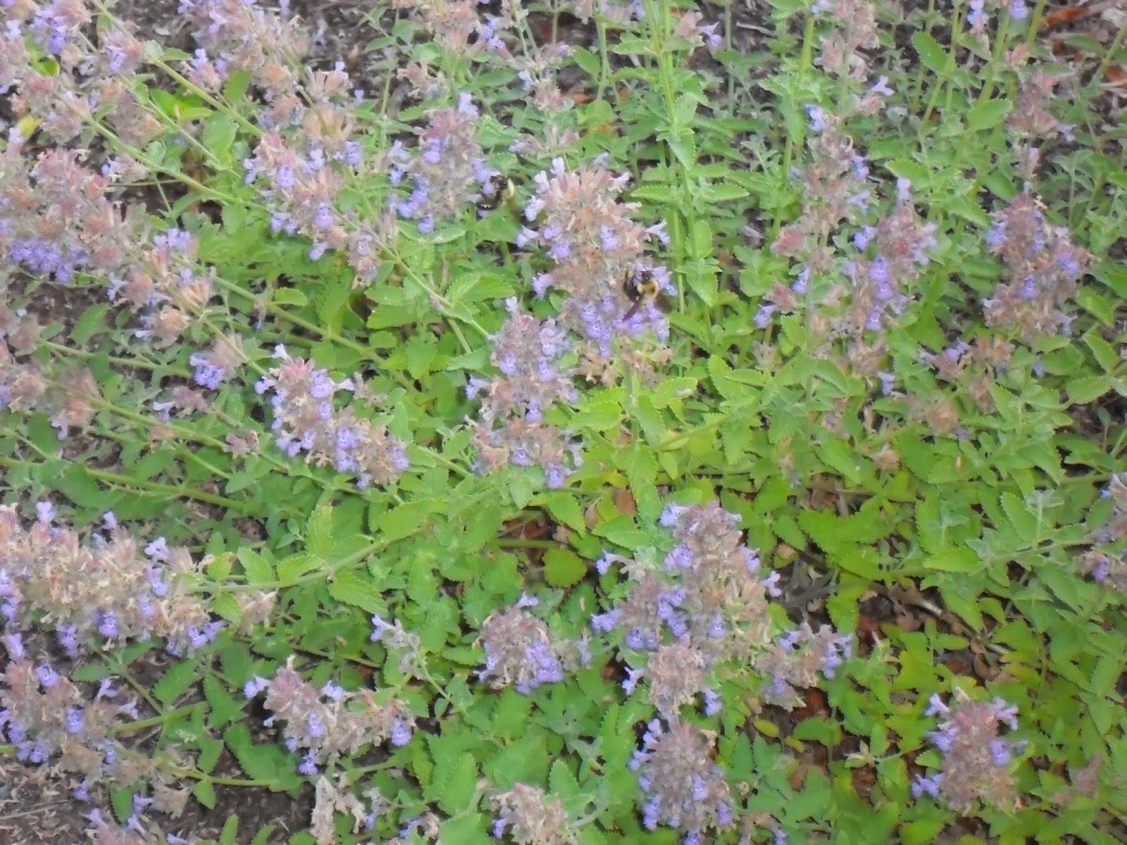 Backyard Patch Herbal Blog: Planting a Spa Garden - Designing Theme ...