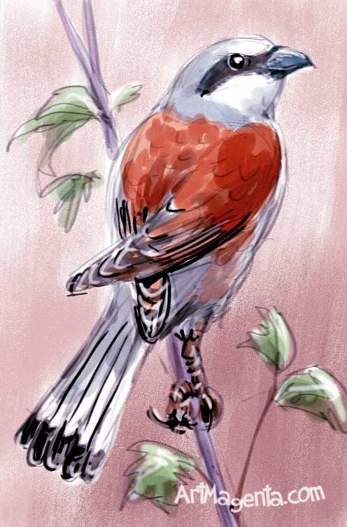 Birds: Red-backed Shrike