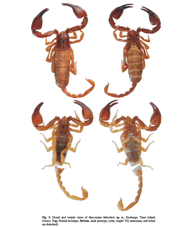 The Scorpion Files Newsblog: New Euscorpius from Tinos Island, Greece