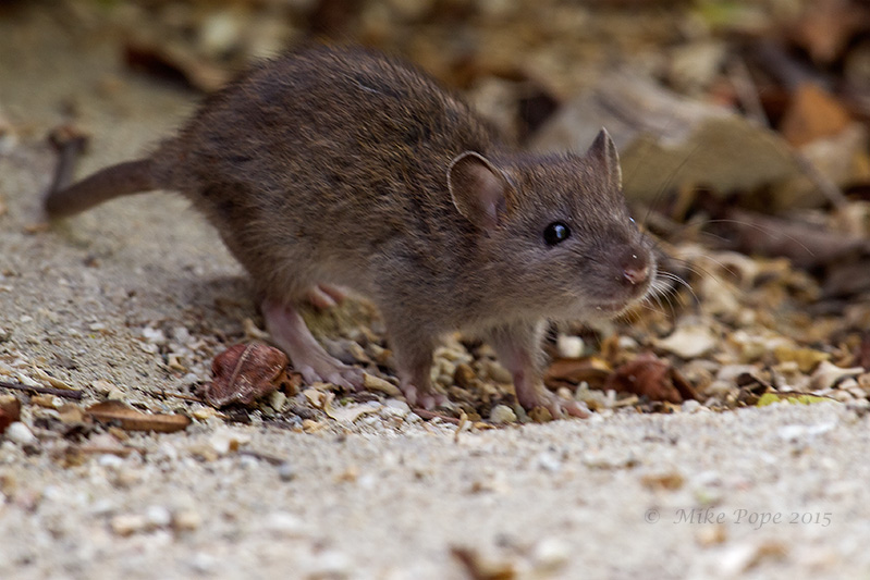 Kuwait Birding: Feathers and Feelers