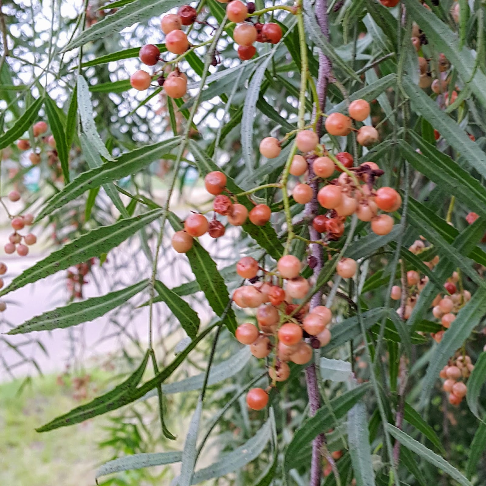 "Verdade//aspas" : 👪 Anacardiaceae (Schinus molle)