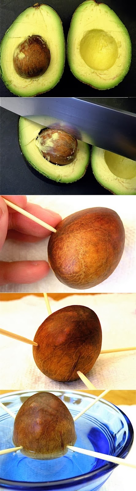 How to grow an avocado From pit