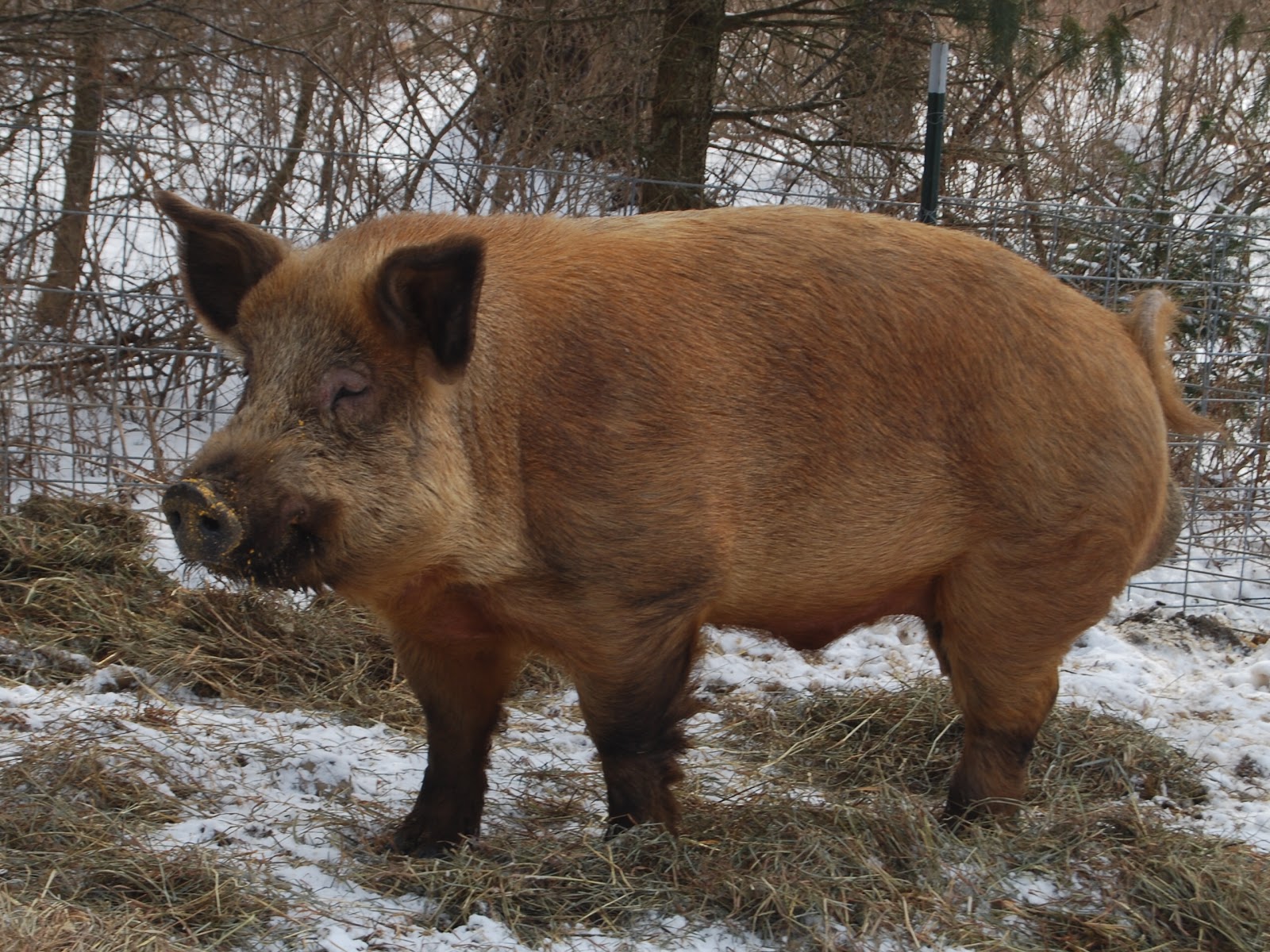 Climbing Tree Farm: March 2013