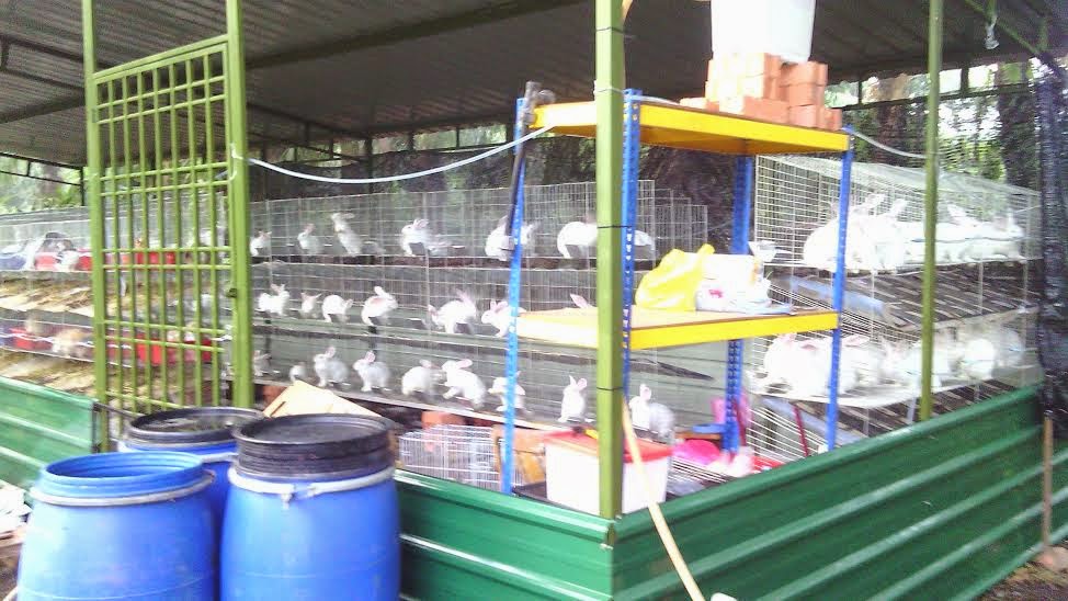 Penggolek Jalanan: SANGKAR ARNAB D.I.Y