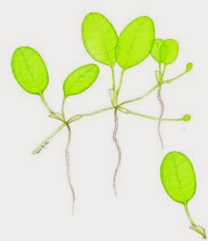 ALF!4N DocX: Klasifikasi Lamun Alfiansyah