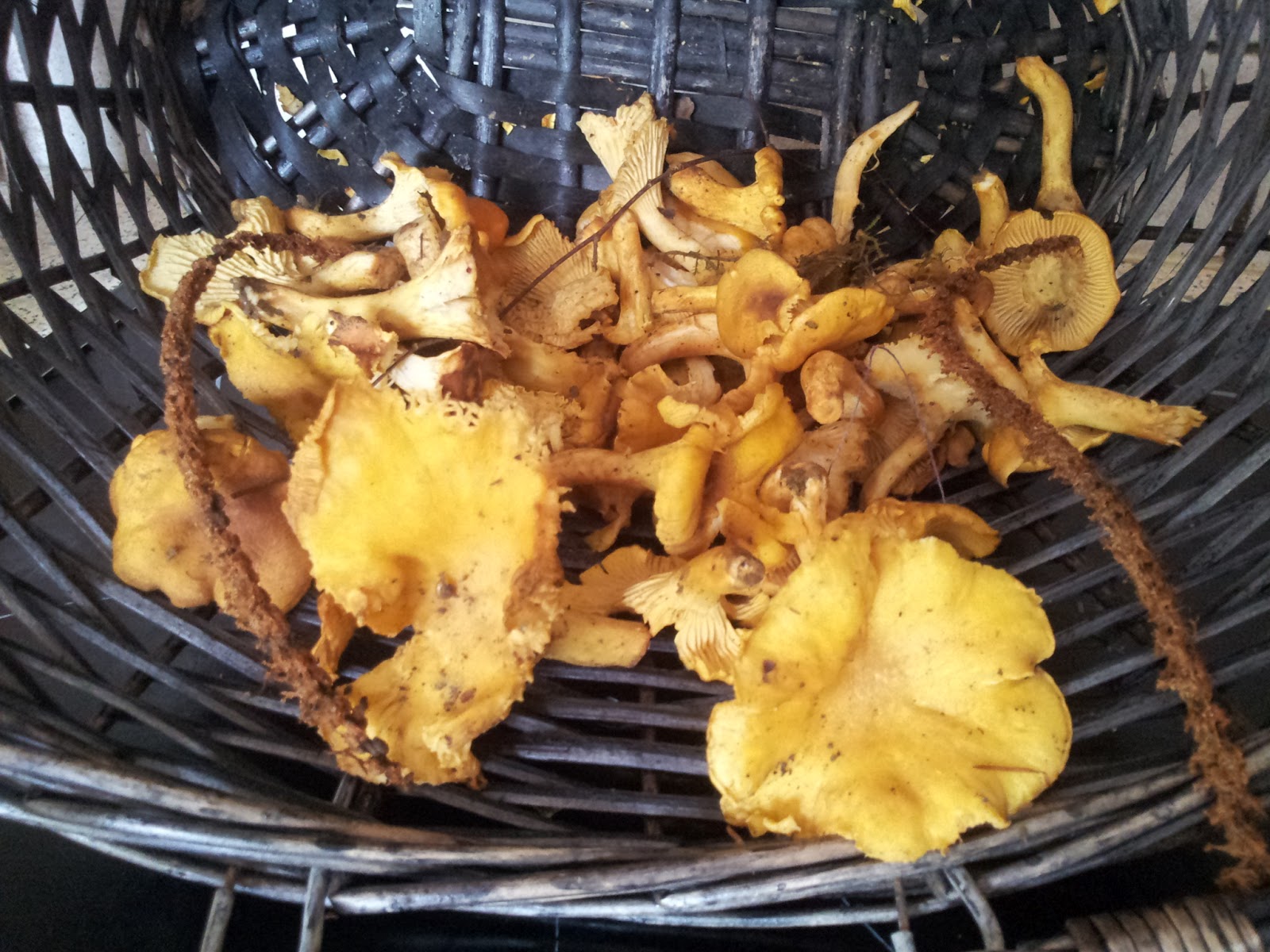 La Poêlée de girolles | les pieds sous la table