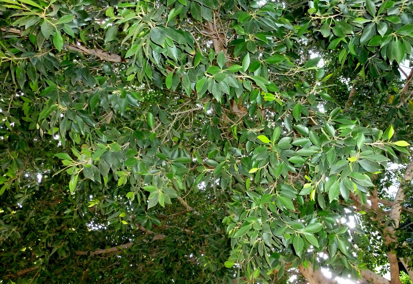 Árboles con alma: Laurel de Indias. (Ficus microcarpa)