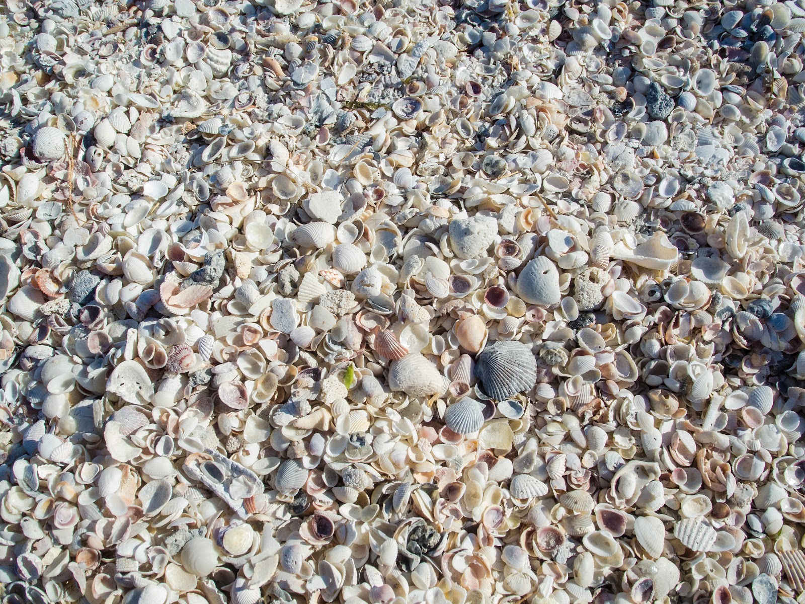Shot of the Day: Treasure Island Shells