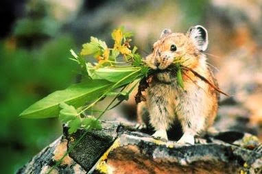 Pika Cute Animals | Interesting Facts & Latest Pictures | All Wildlife ...