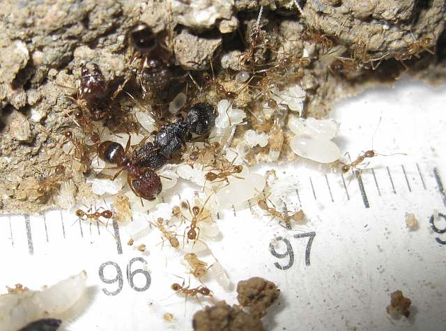 Photos and Info on Ants and Termites of Malaysia: Pheidole sp