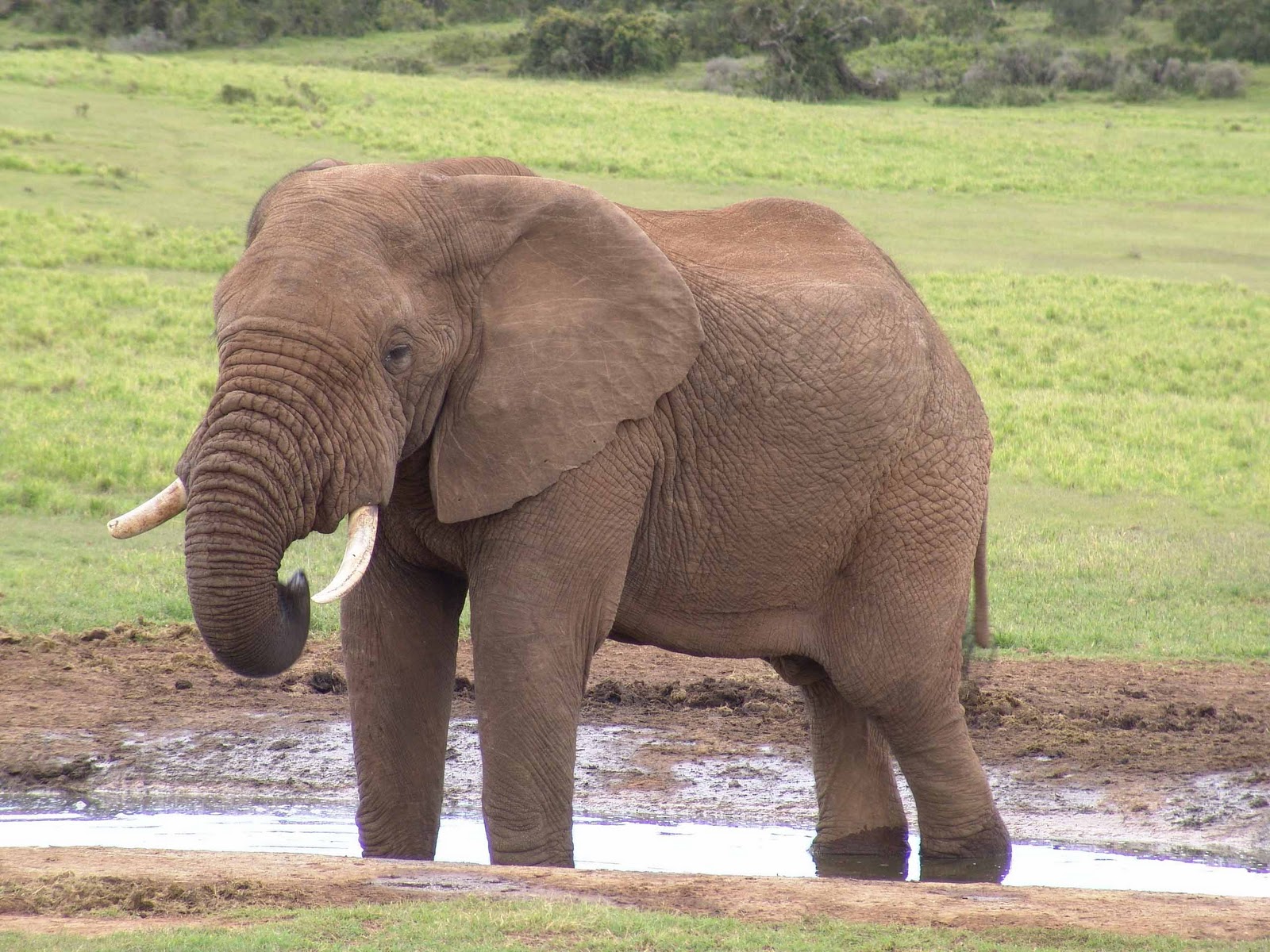 Olifanten Achtergronden | HD Wallpapers