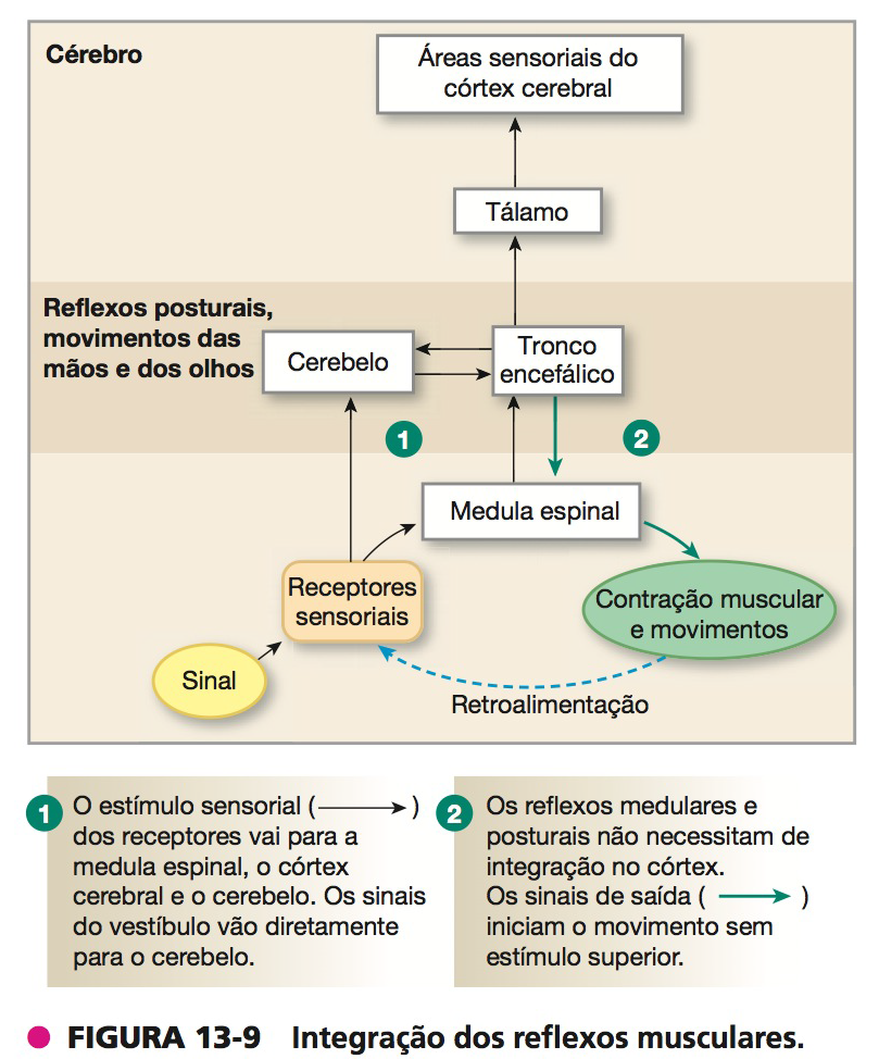 Integração dos reflexos musculares