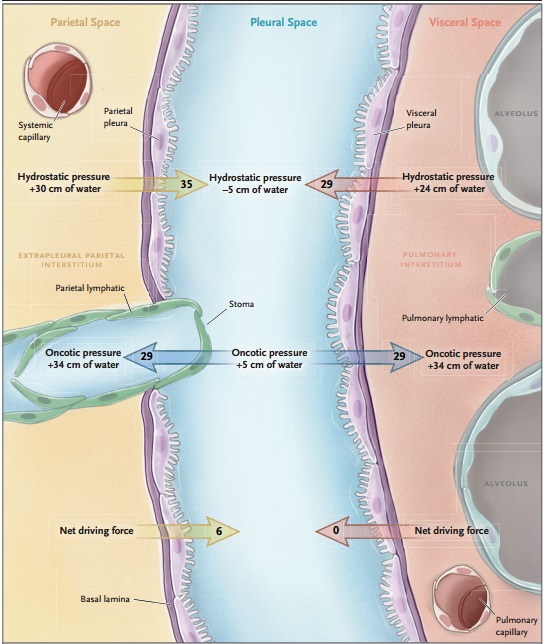 EmergenMed Health Blog: Enfermedades pleurales