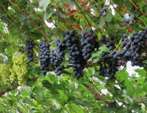 HOW TO GROW GRAPEVINES IN A GREENHOUSE |The Garden of Eaden