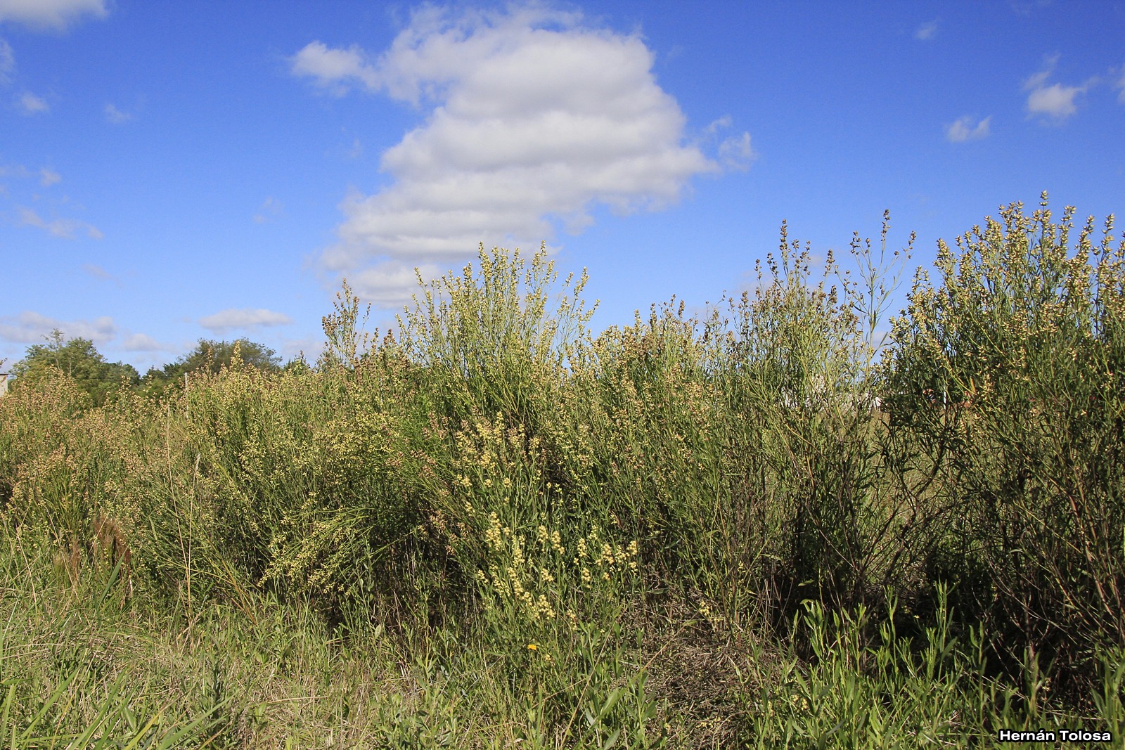 Flora Bonaerense: Polinizadores de chilcas