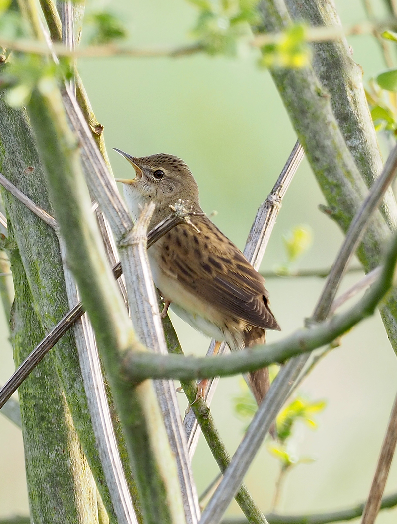 CAMBRIDGESHIRE BIRD CLUB GALLERY: Grasshopper Warbler