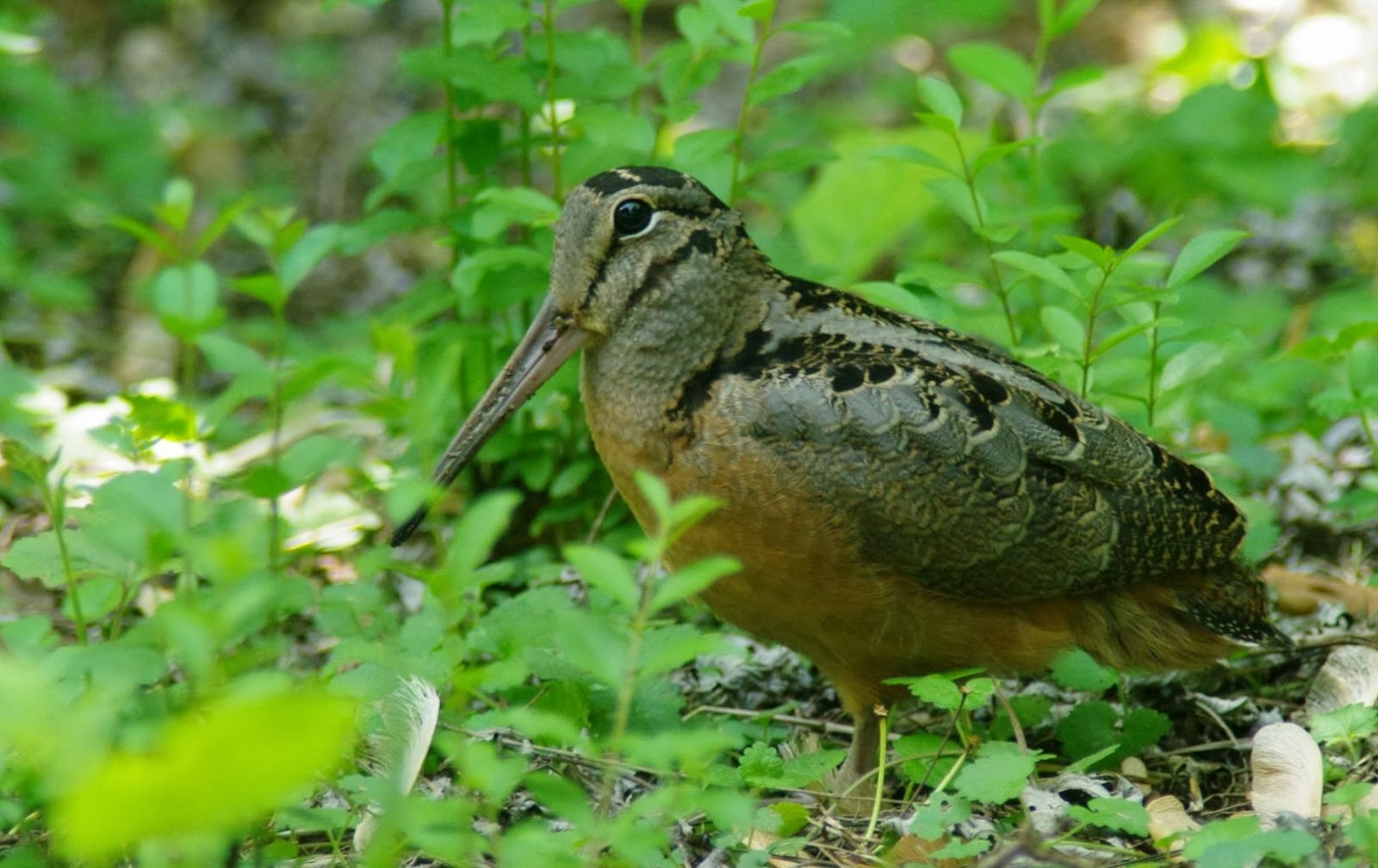 Discover Birds: Discover Birds Hosts Pack 73 Webelos Den at Cove Lake ...