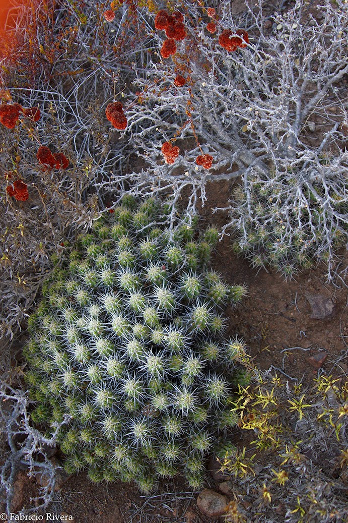 Flora de Baja California