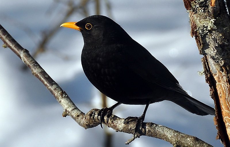 2o2 studio: PTAKI naszych ogrodów