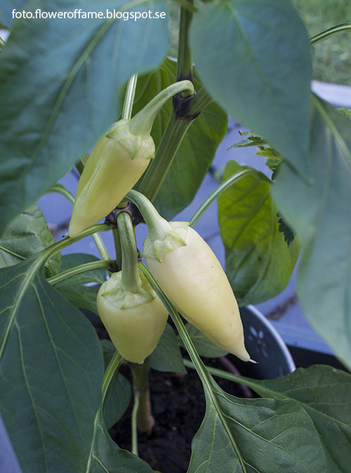 Flower of Fame: Vit spetspaprika