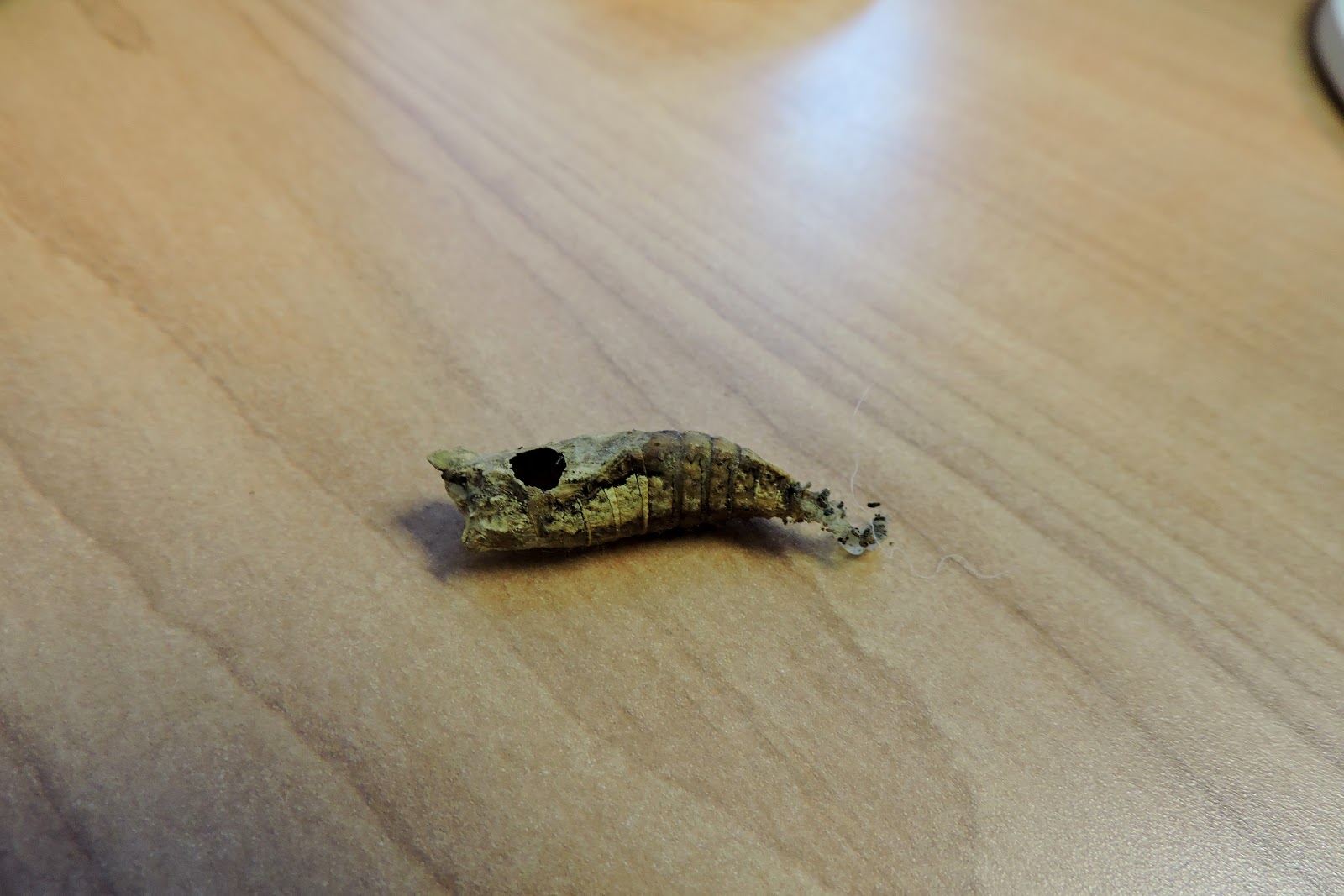 Capital Naturalist by Alonso Abugattas: Ichneumon Wasp Trogus pennator