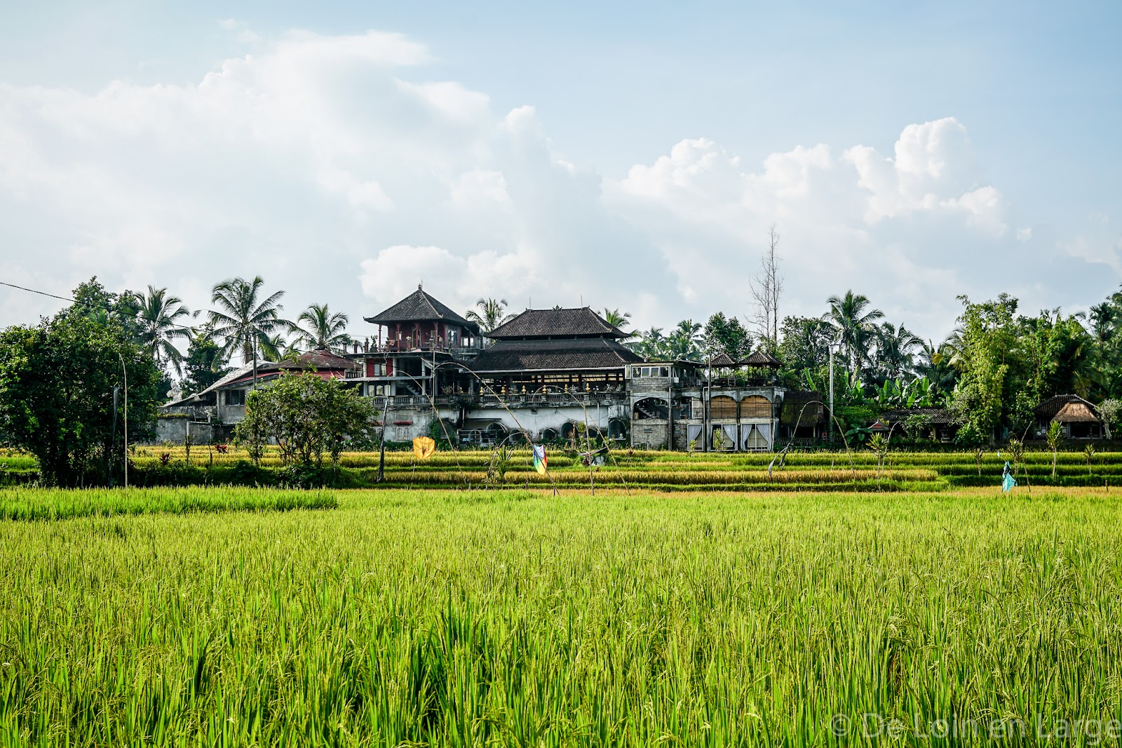 Bali - jour 5 : Autour d'Ubud - Vélo, araignées et combats de coqs