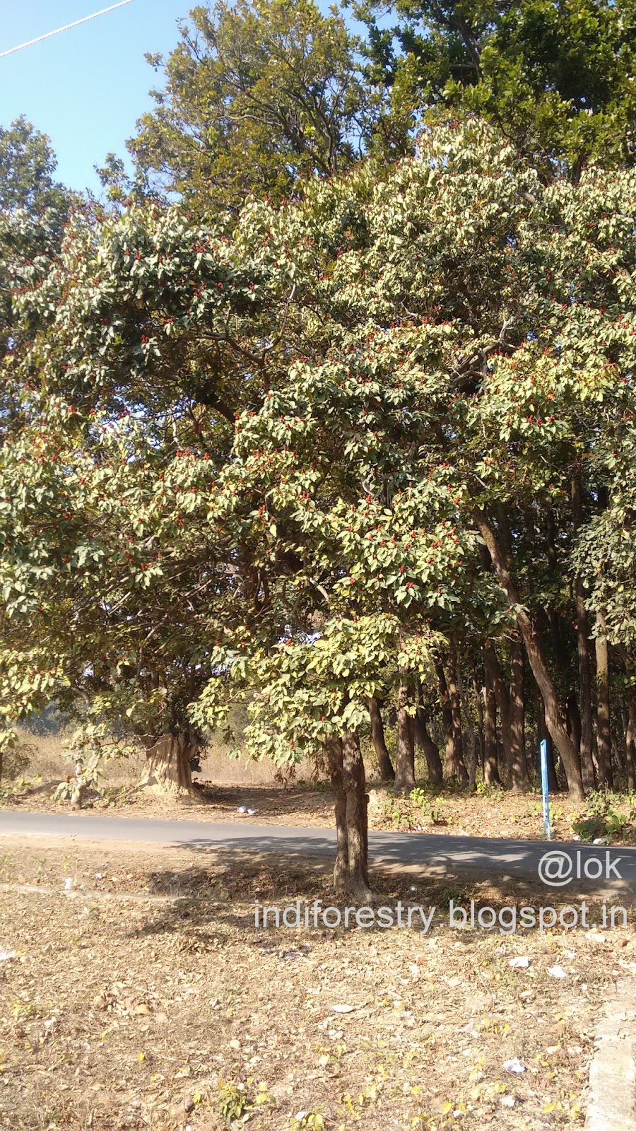 INDIAN FORESTRY: Mallotus philippensis (Kamala Tree) : Medicinal Uses ...