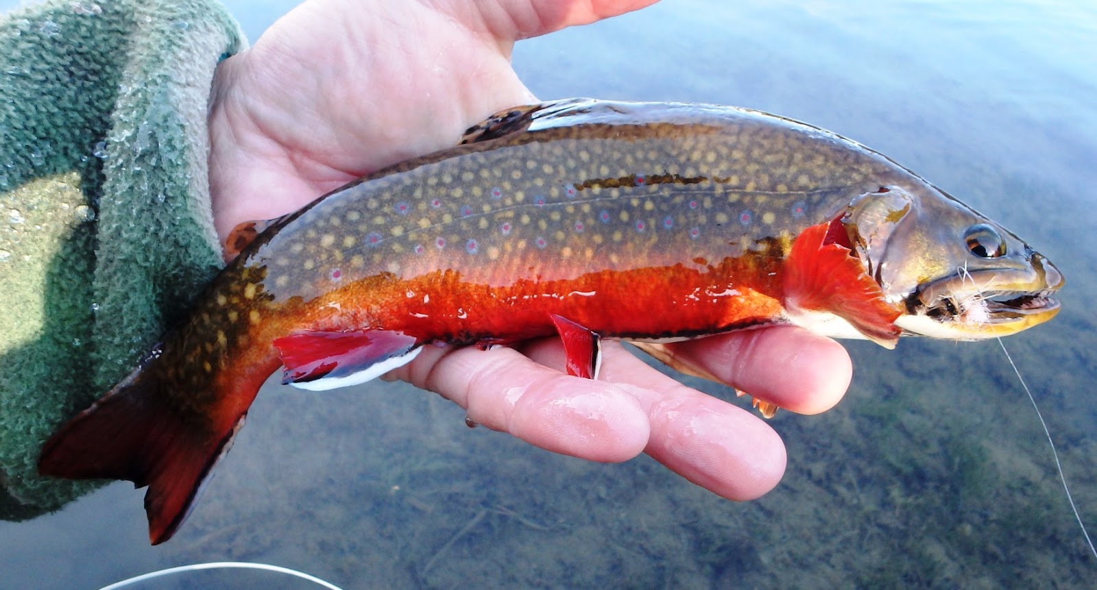 Mountains, Rivers, & Trout: October 2016