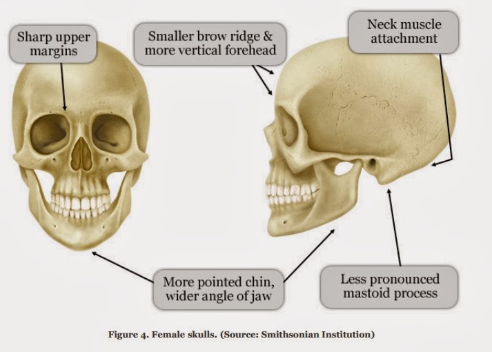 Dental Tooth Fairies: Question 2: Male or Female?