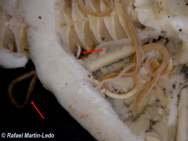 Rafael Microfauna Marina: Symbiosis: Nematoda (parasitism)