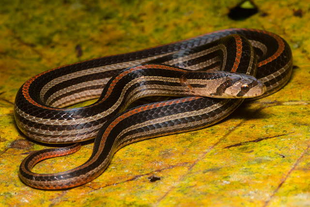 Ular Asli Indonesia: Ular Birang (Oligodon octolineatus)