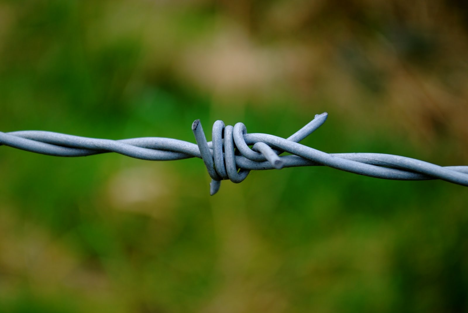 Tammy's Photography: twisted and intertwined