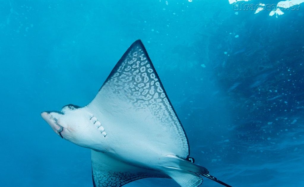 conhecendo o mundo: Arraia