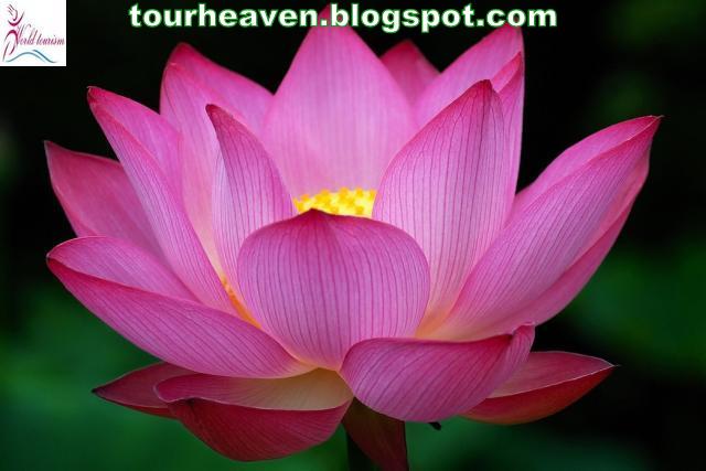 INDIA NATIONAL SYMBOLS -7(NATIONAL FLOWER"LOTUS")