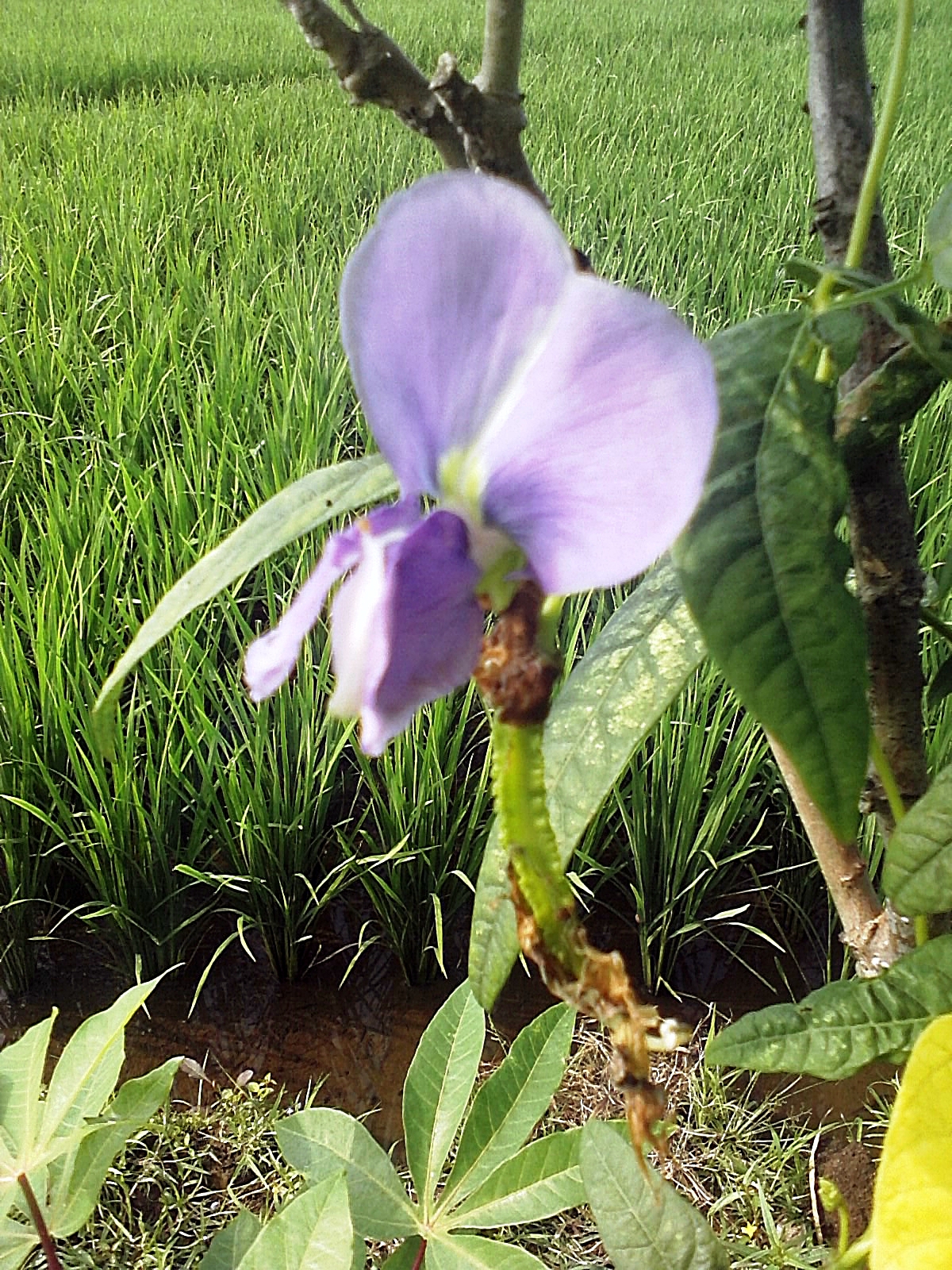 Tropical Fruits and Its Value: Winged bean (Psophocarpus tetragonolobus)
