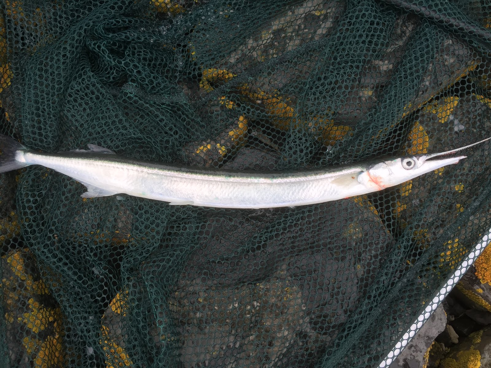 Xupito: Oosterschelde - Sea Needle (Geep)