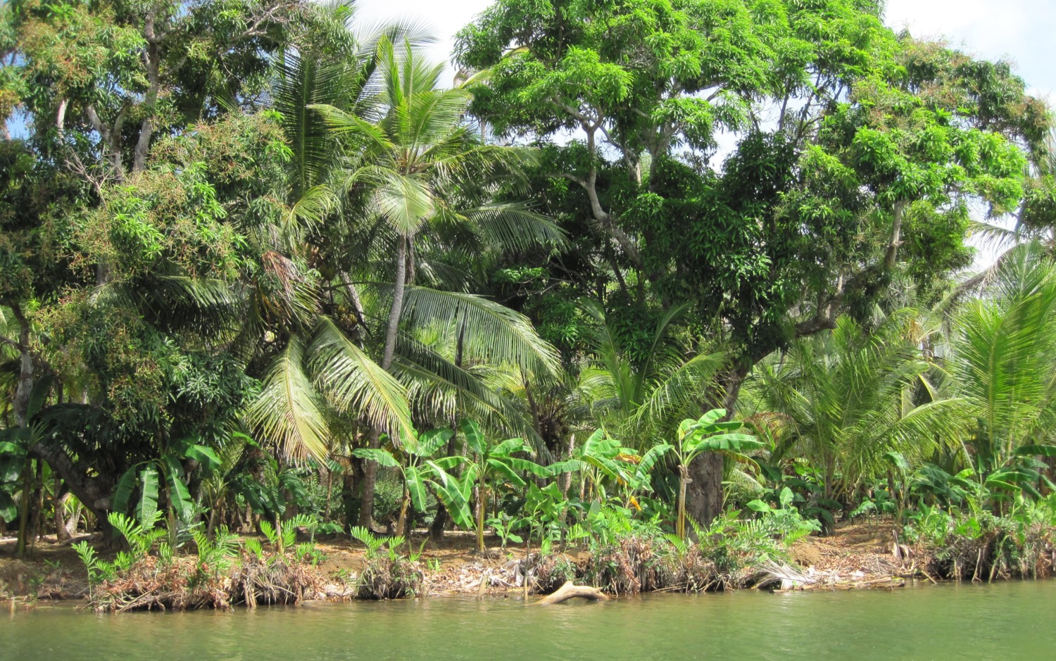 gubiler: OGOB – COCO (Cocos nucifera, L.) Y SUS MULTIPLES COMBINACIONES ...