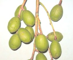 Sweet and Sour Ambada Curry (Uruda Methi)