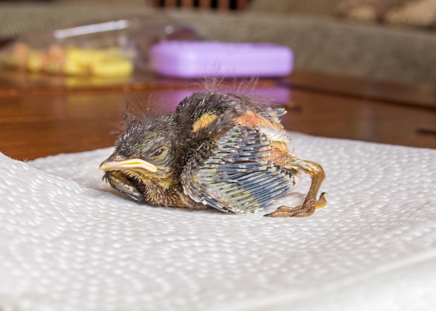Raising an Eastern Bluebird: DAY TWO OF RAISING EASTERN BLUEBIRD NESTLING
