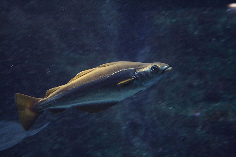 El Mundo Animal: Abadejo