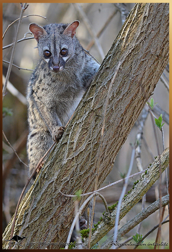 WILDLIFE GATEWAY: Genetta genetta