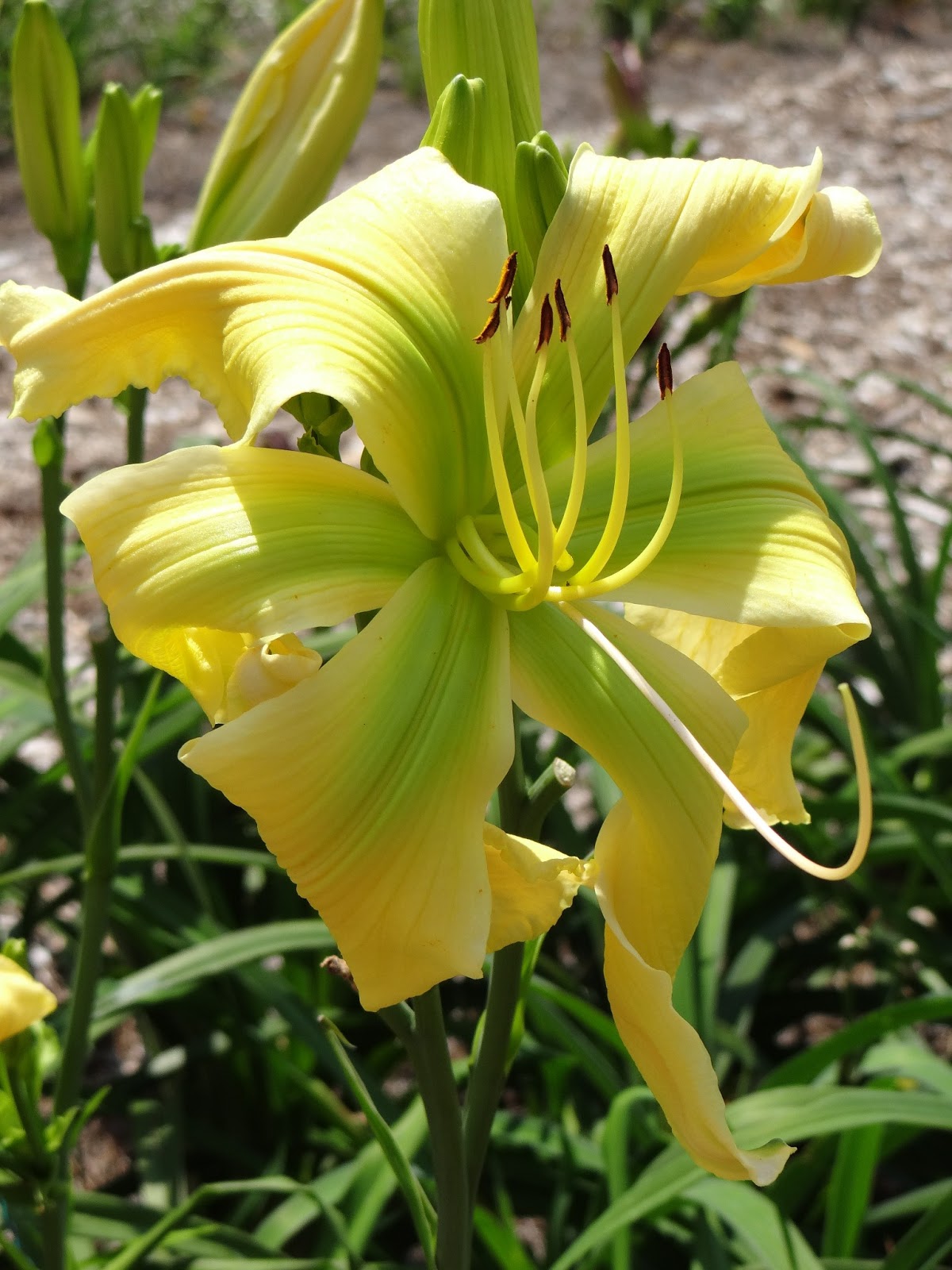 Great color in daylilies! | Defining what IT is... | a girl and her ...