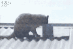 Funny animals Gifs and more: [Funny Gif] Cat roof chimney