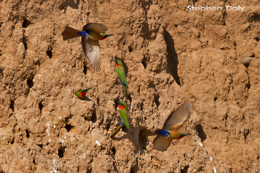 Bee-eaters in Senegal | Focusing on Wildlife
