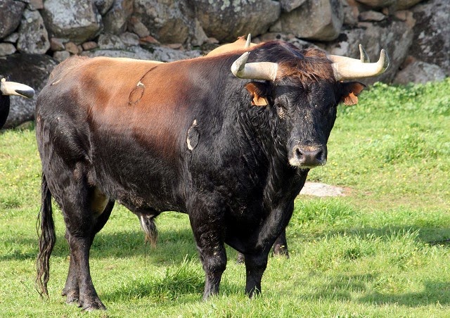 LOS TOROS Y EL PROGRAMA DEL CARNAVAL DEL TORO 2014 CIUDAD RODRIGO ...