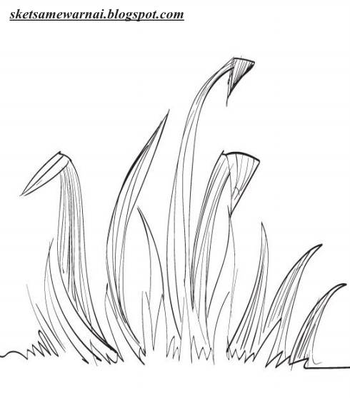 Sketsa Mewarnai Gambar Tanaman Rumput - Sketsa Mewarnai