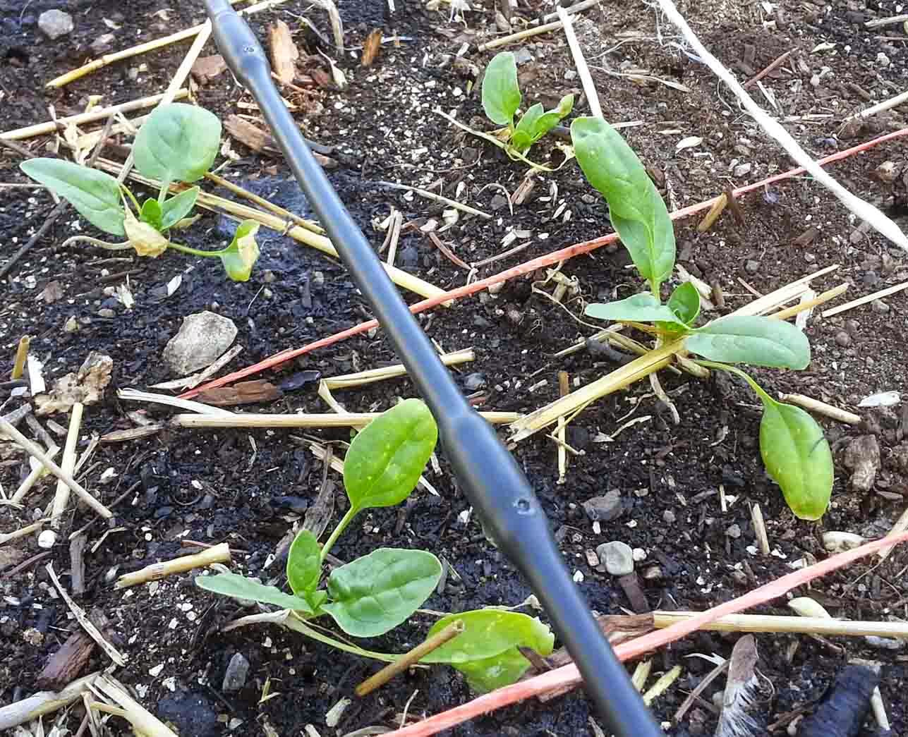 The Gardening Me: End of Season Review - Swiss Chard & Spinach